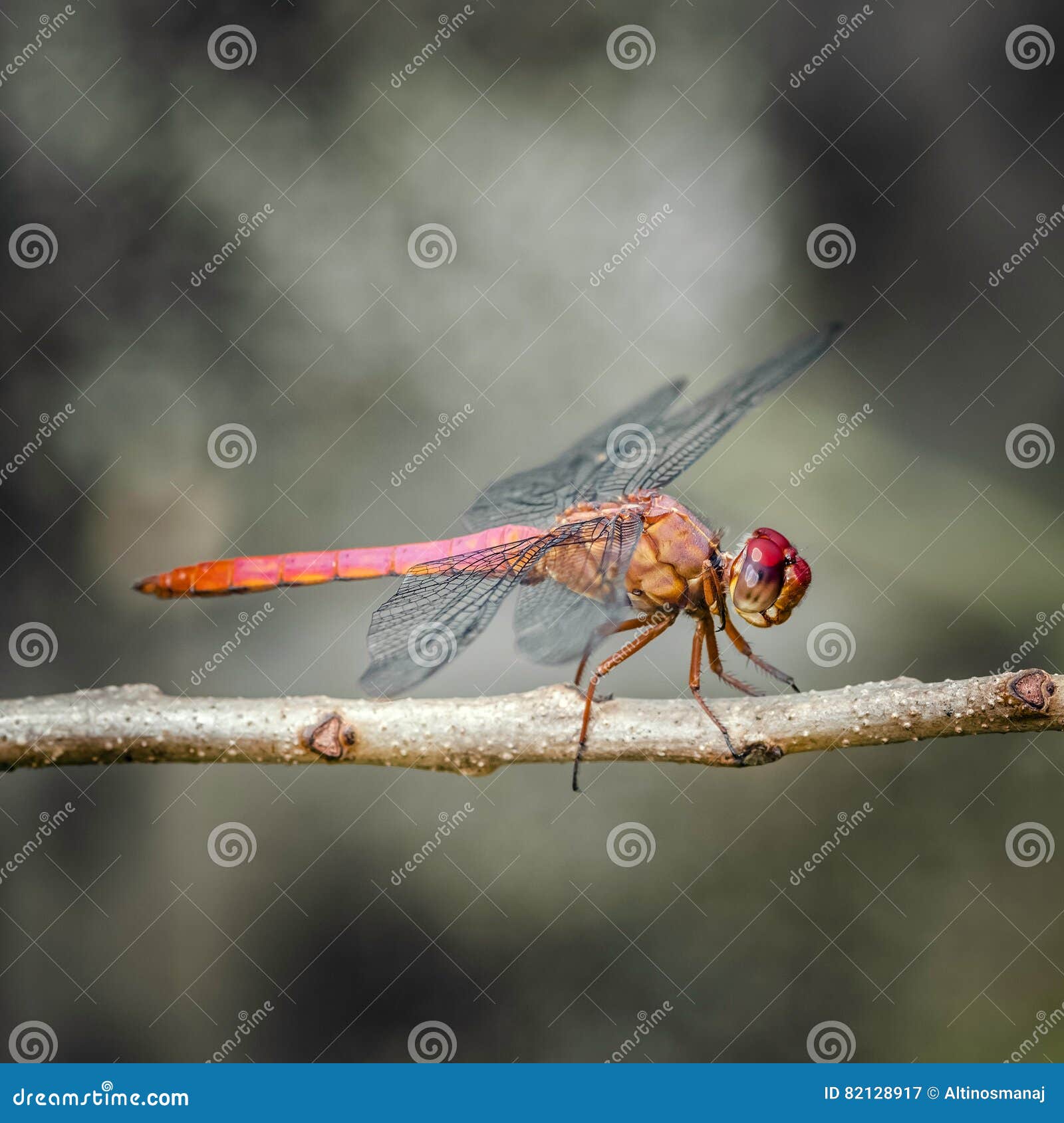 Red Dragonfly Insect Resting on Twig Closeup Macro Square Stock Image ...