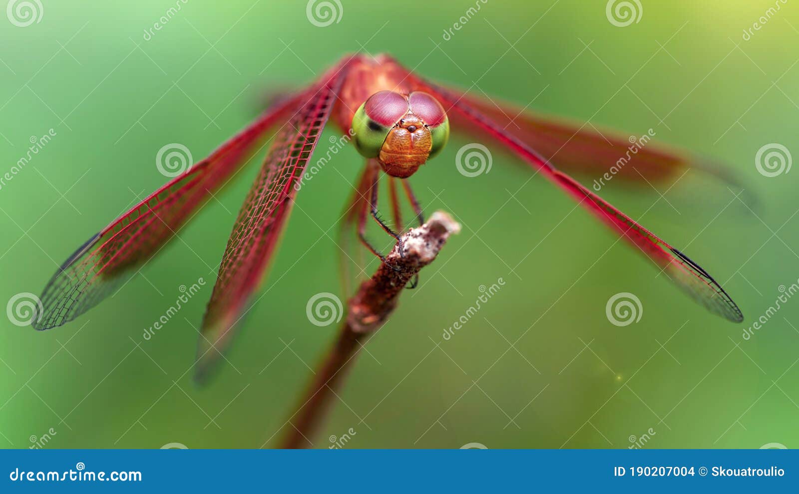 Red Colorful Dragonfly on a Branch, Macro Photography of this Gracious ...