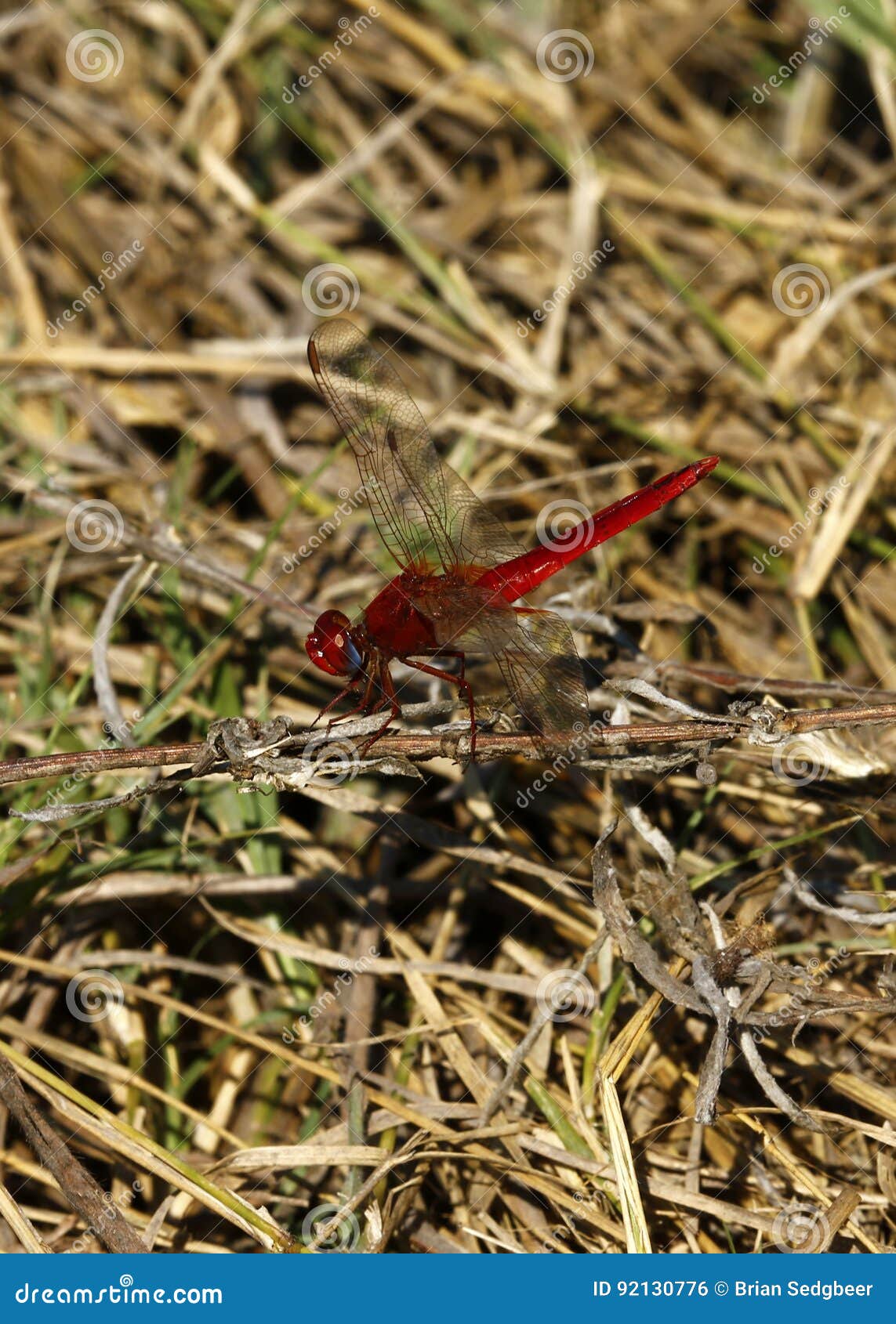 Red Dragonfly stock photo. Image of delta, dried, delicate - 92130776