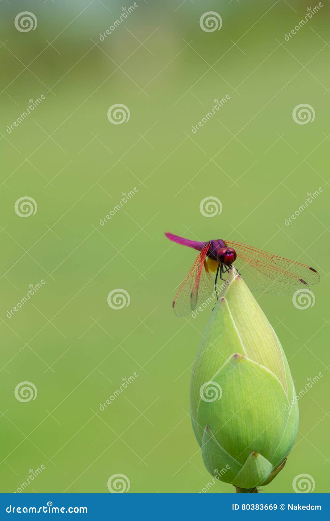 Red Dragonfly on Lotus Flower Stock Image - Image of nature, spring ...
