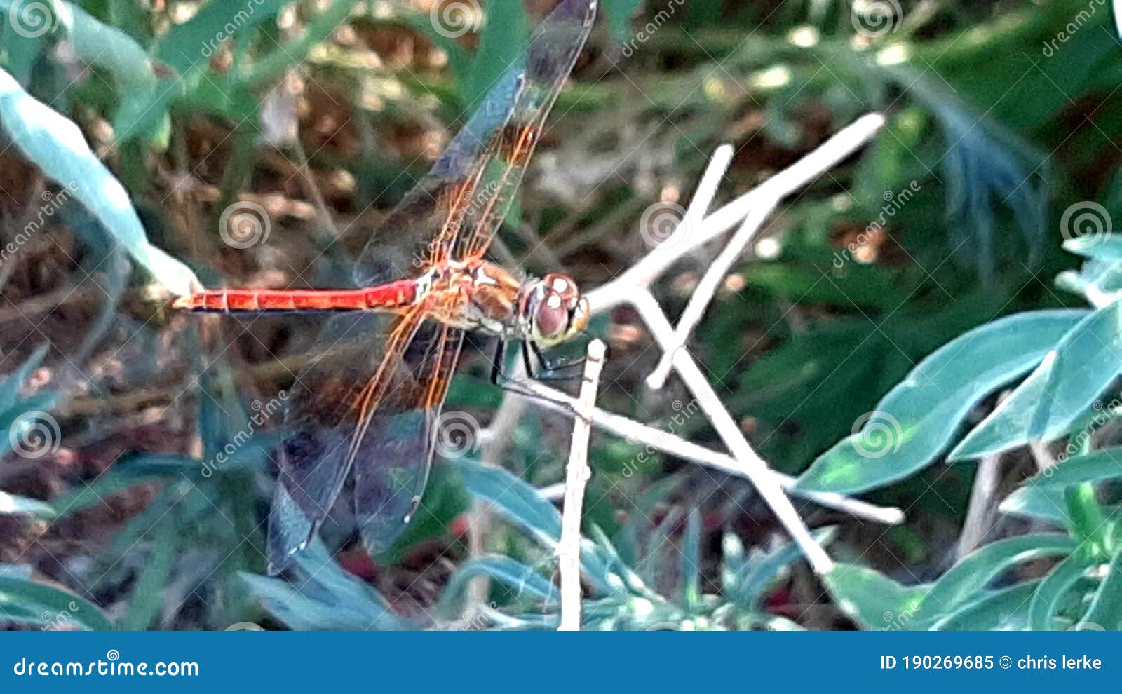 Red Dragonfly outside stock image. Image of wildlife - 190269685