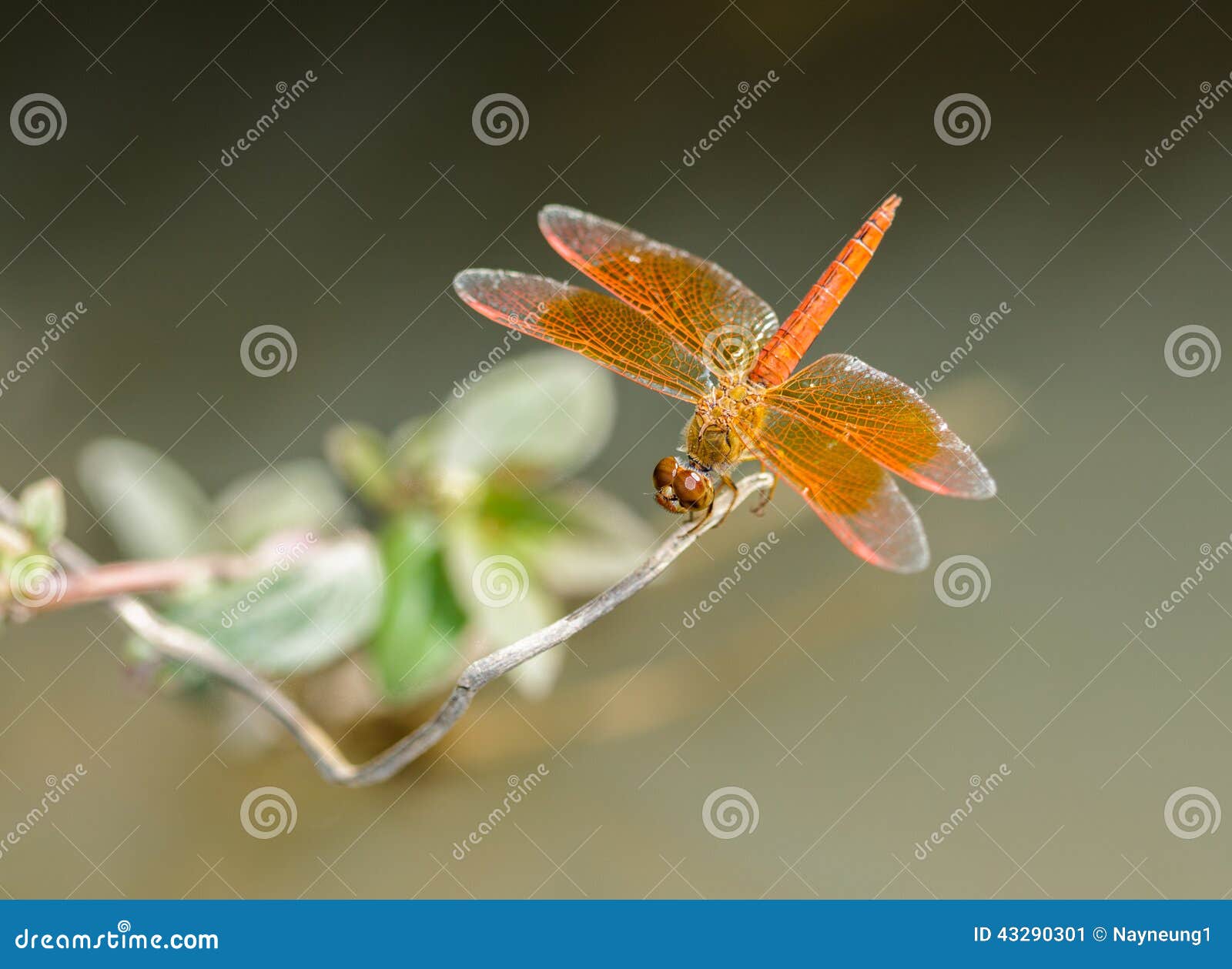 Red Dragonfly Perched on a Branch Above the Pond. Stock Image - Image ...