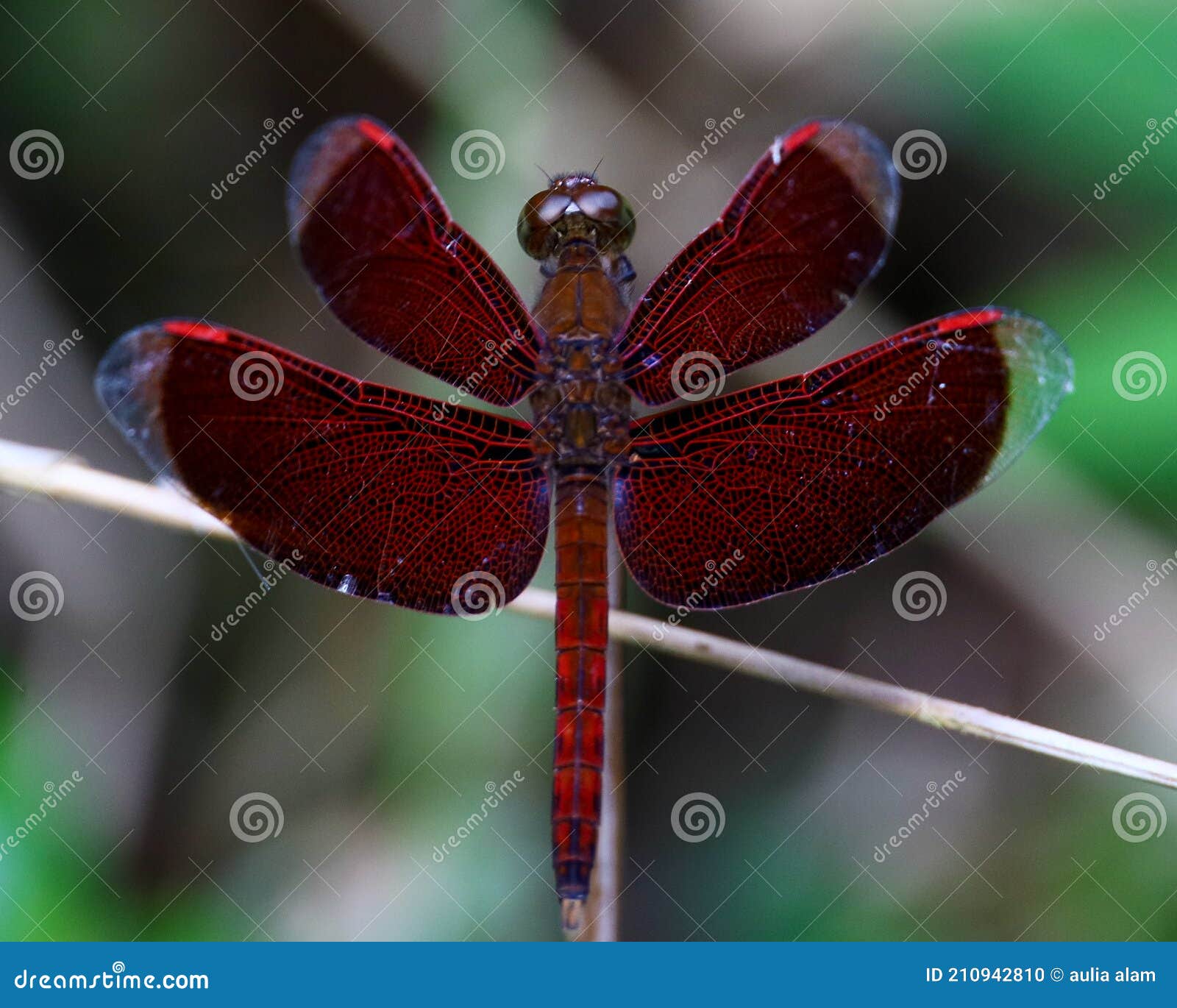 Red Dragonfly perching stock photo. Image of nature - 210942810