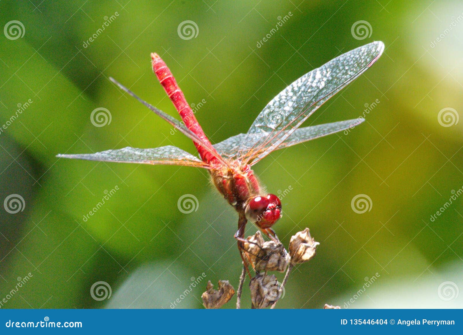 Red dragonfly stock photo. Image of dragonfly, latin - 135446404