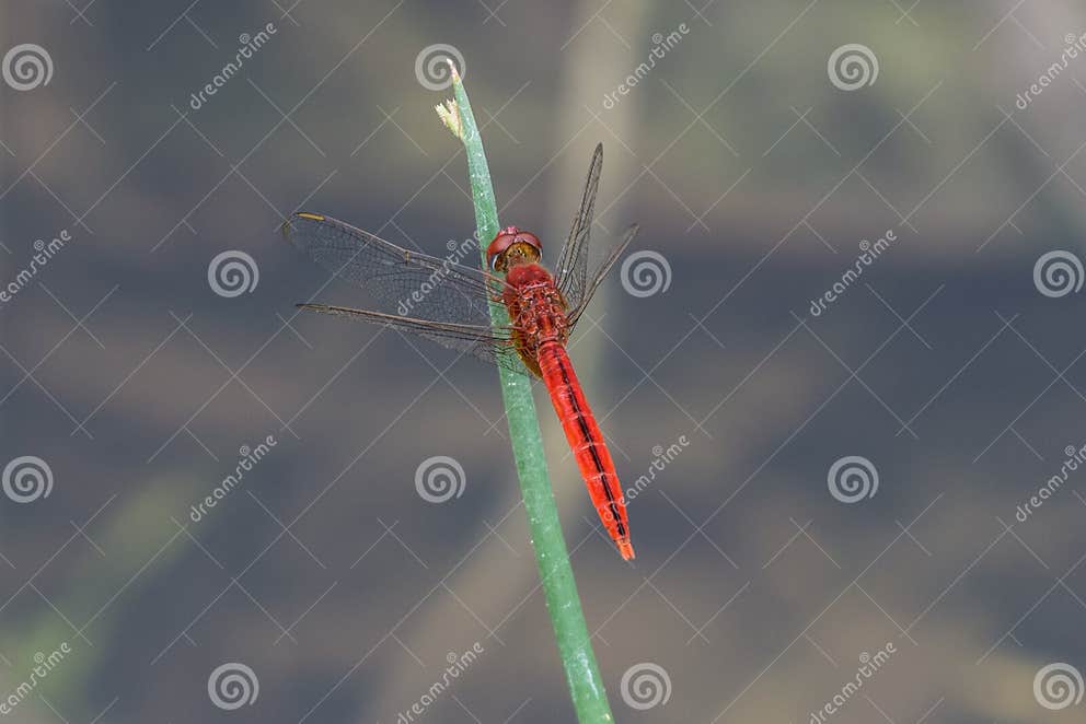 Red Dragonfly stock photo. Image of odonata, swamp, anisoptera - 95916182