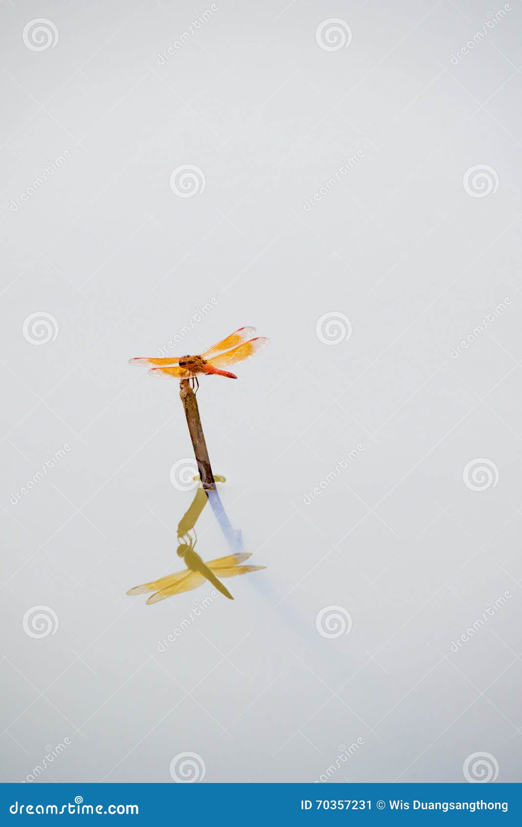 Red Dragonfly reflection stock image. Image of thailand - 70357231