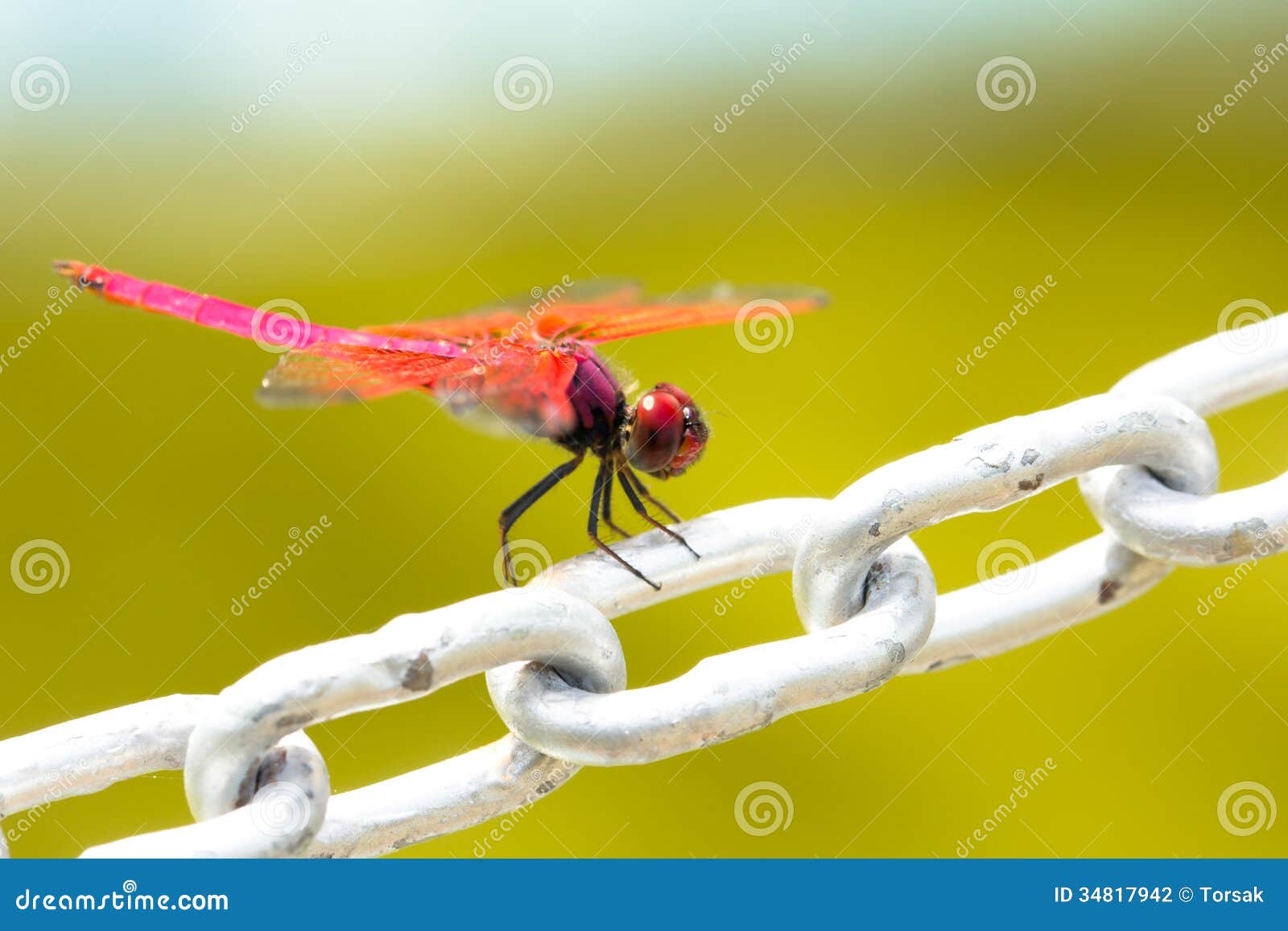 273 Dragonfly Chain Stock Photos - Free & Royalty-Free Stock Photos ...