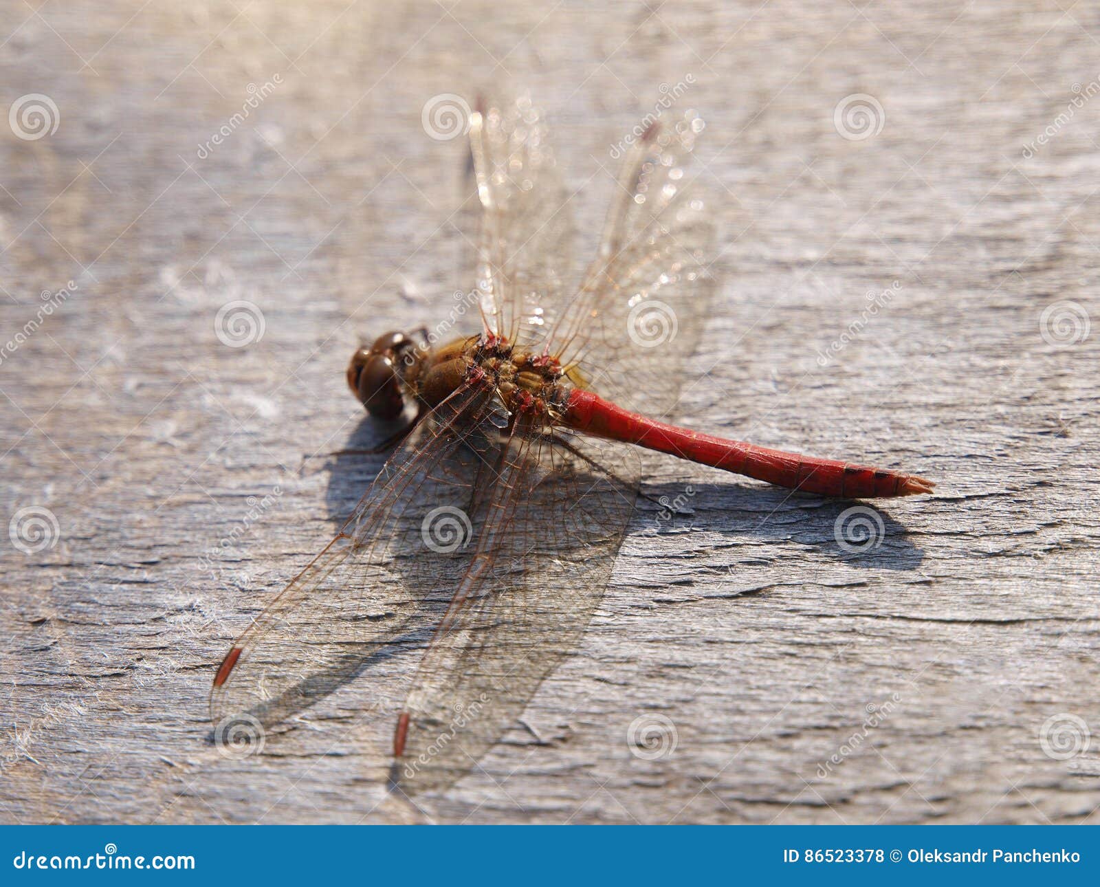 Red Dragonfly Resting on an Old Wooden Surface Stock Photo - Image of ...