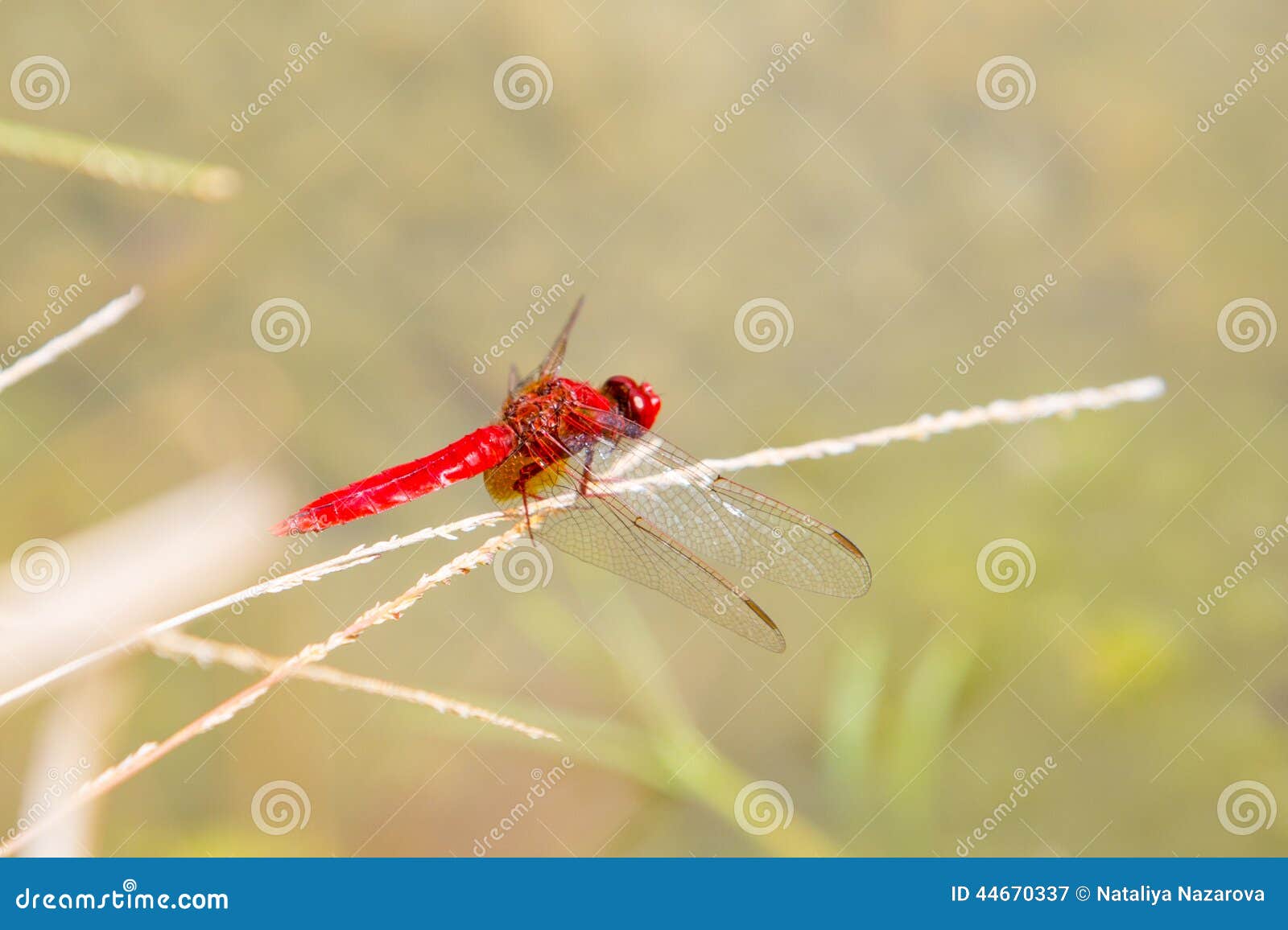 Red dragonfly stock image. Image of macro, dragonfly - 44670337