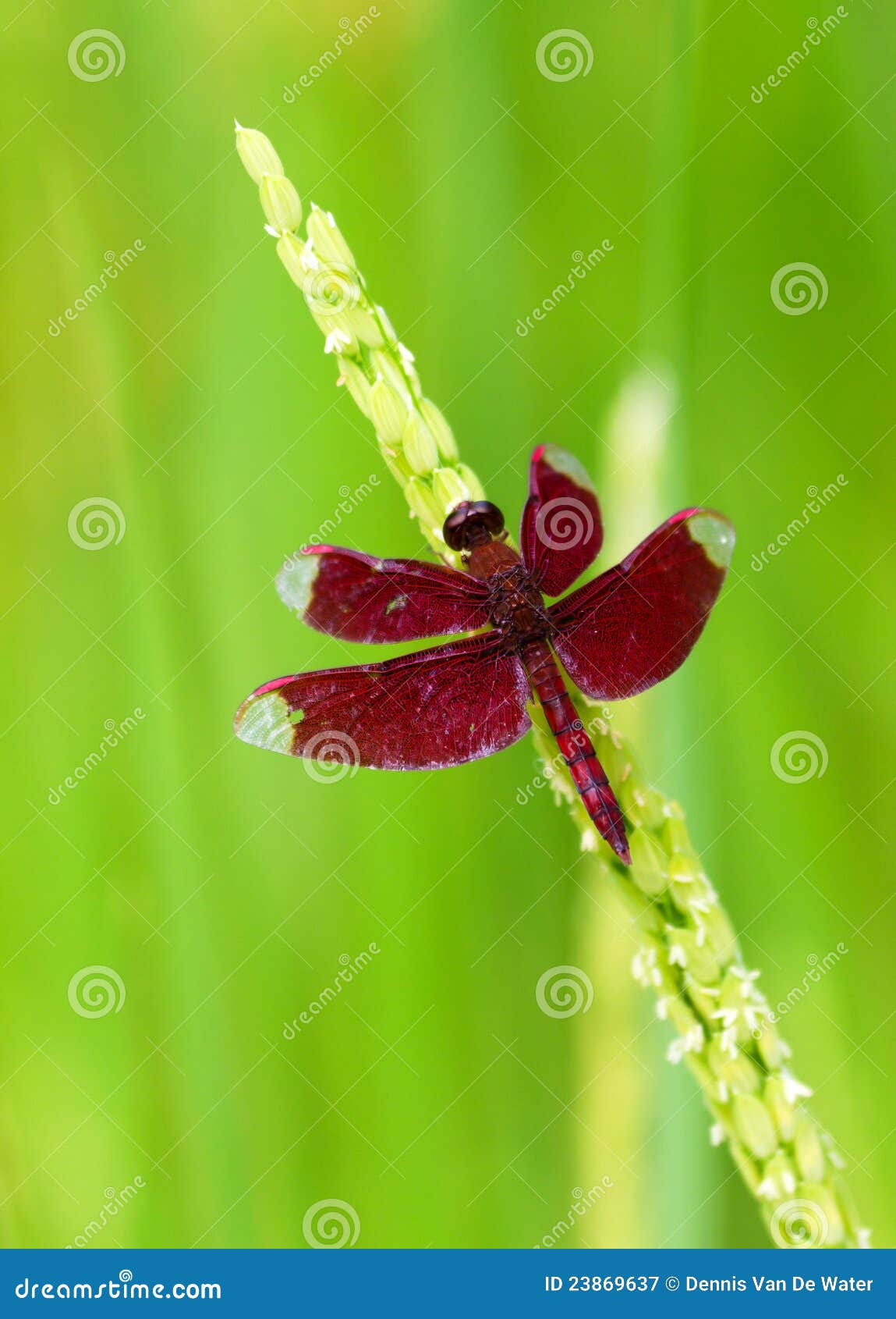 Red dragonfly on rice stock image. Image of dragonfly - 23869637