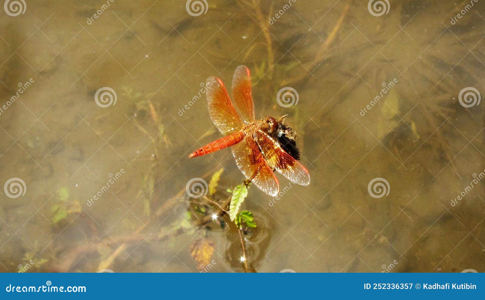 The Sleeping Dragonfly on the Branch Stock Image - Image of macro ...