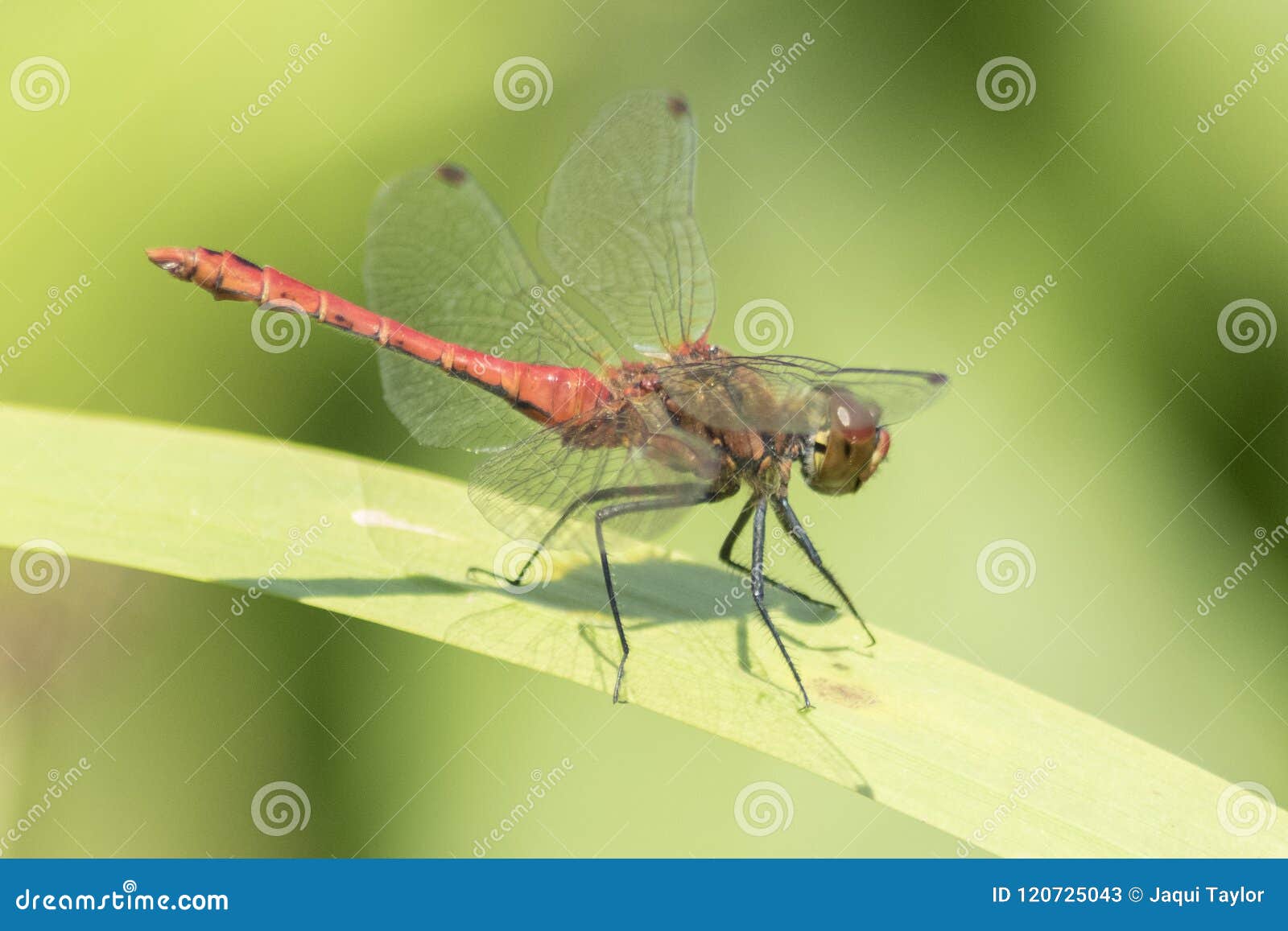 A Red Dragonfly on Southampton Common Stock Image - Image of wings ...