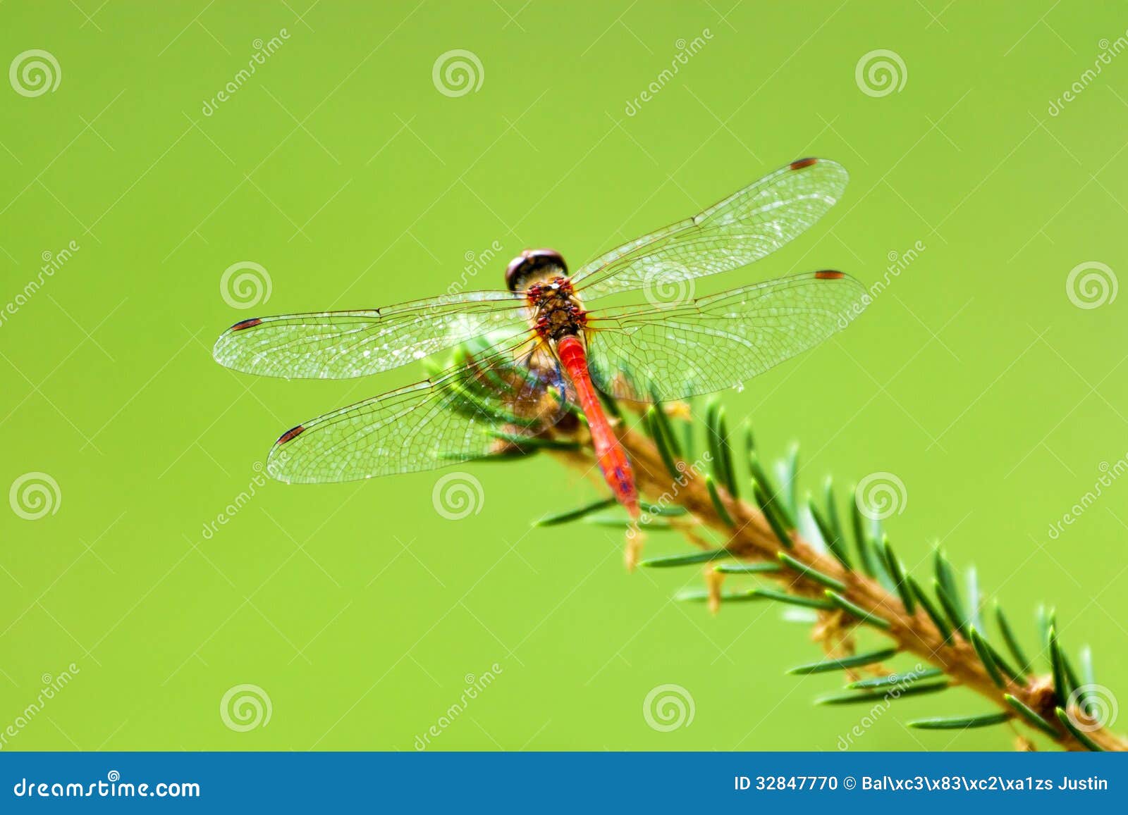 Red Dragonfly with Wings Spread, Naturally. Stock Photo - Image of ...