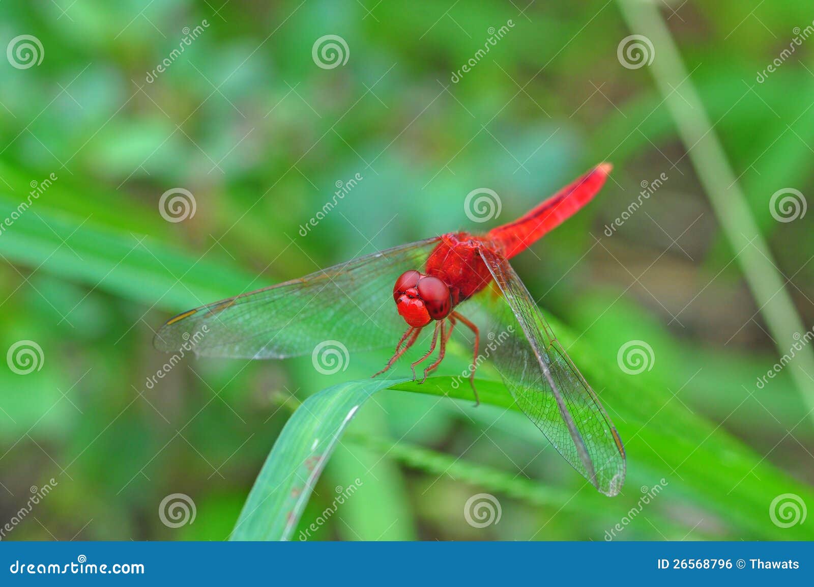 Red dragonflys stock photo. Image of look, small, macro - 26568796