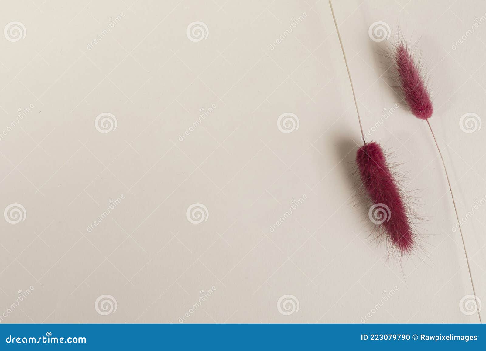 Bunny Tail In Natural Light.Blurry And Soft Background Stock ...