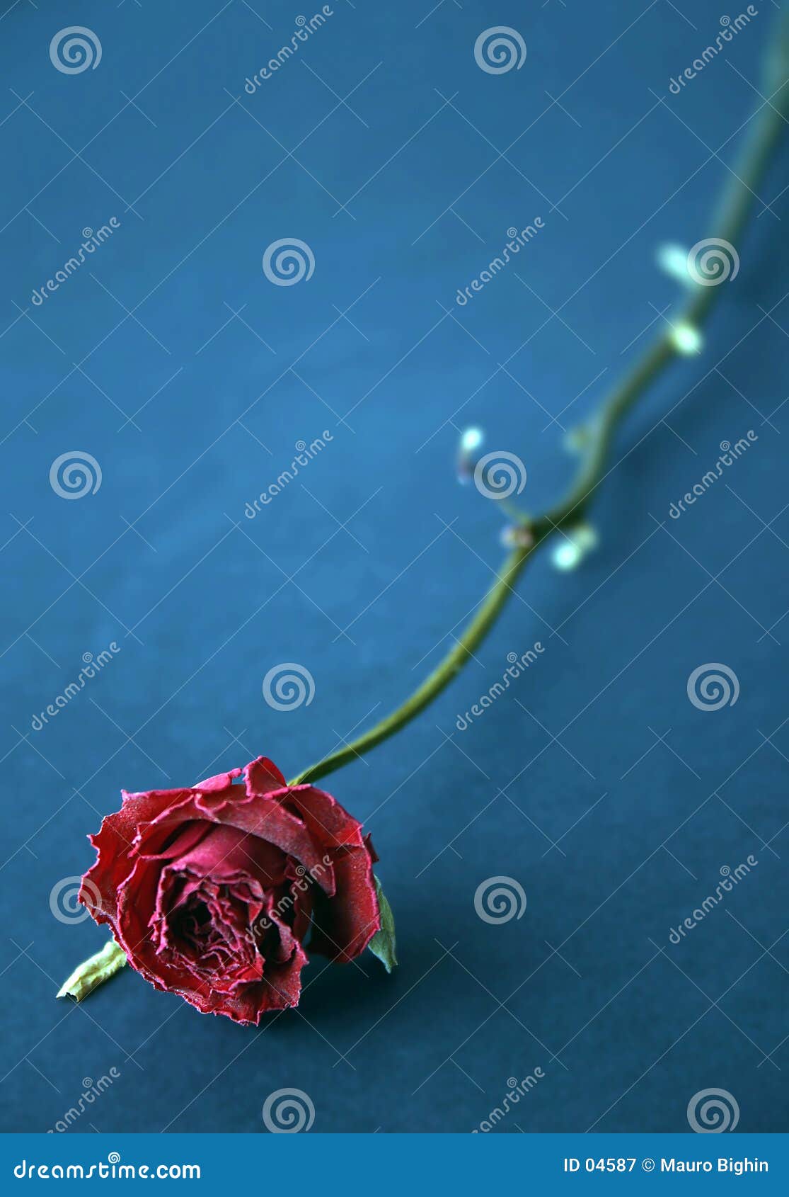 Red dried rose in blue stock image. Image of rose, desolation - 4587