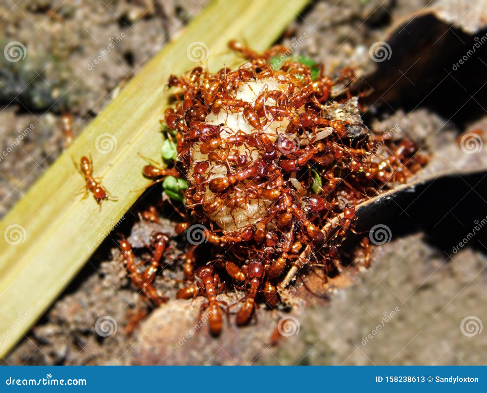 Siafu Ants Eating People