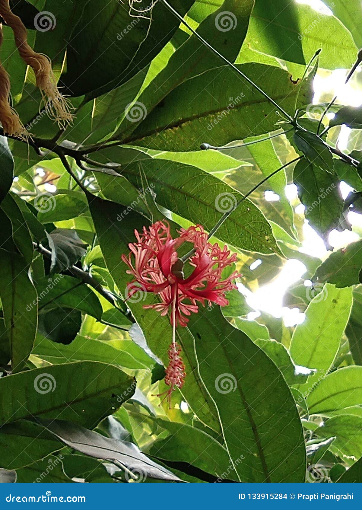 Drooping hibicus stock photo. Image of drooping, flower - 133915284