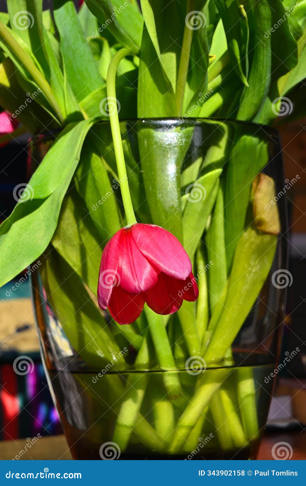 A Red Drooping Tulip with Green Leaves Stock Photo - Image of petal ...
