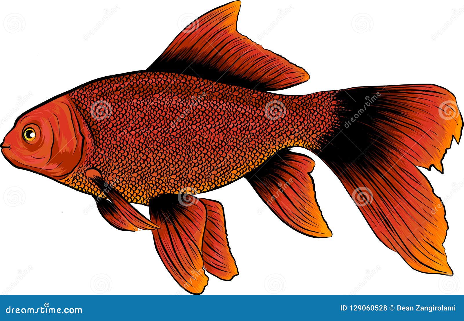 Red Drum, Redfish. Vector Illustration with Refined Details Stock ...