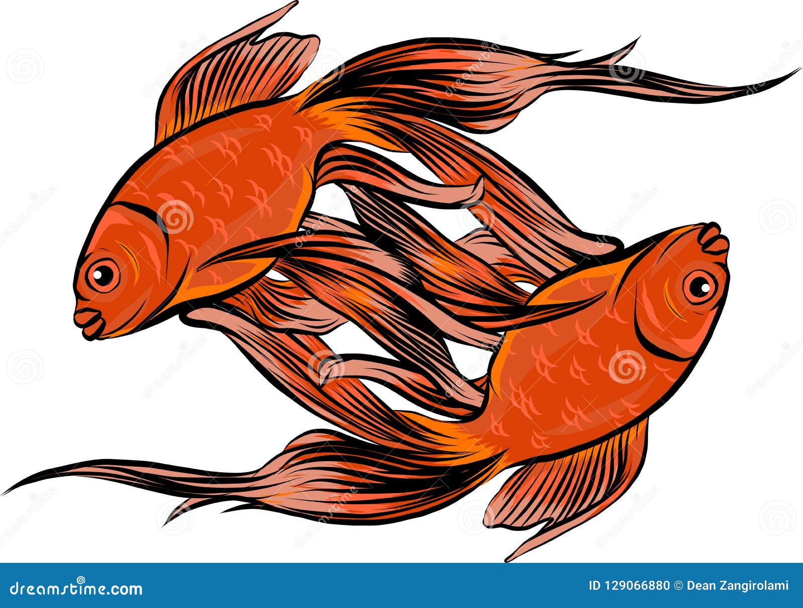 Red Drum, Redfish. Vector Illustration with Refined Details Stock ...