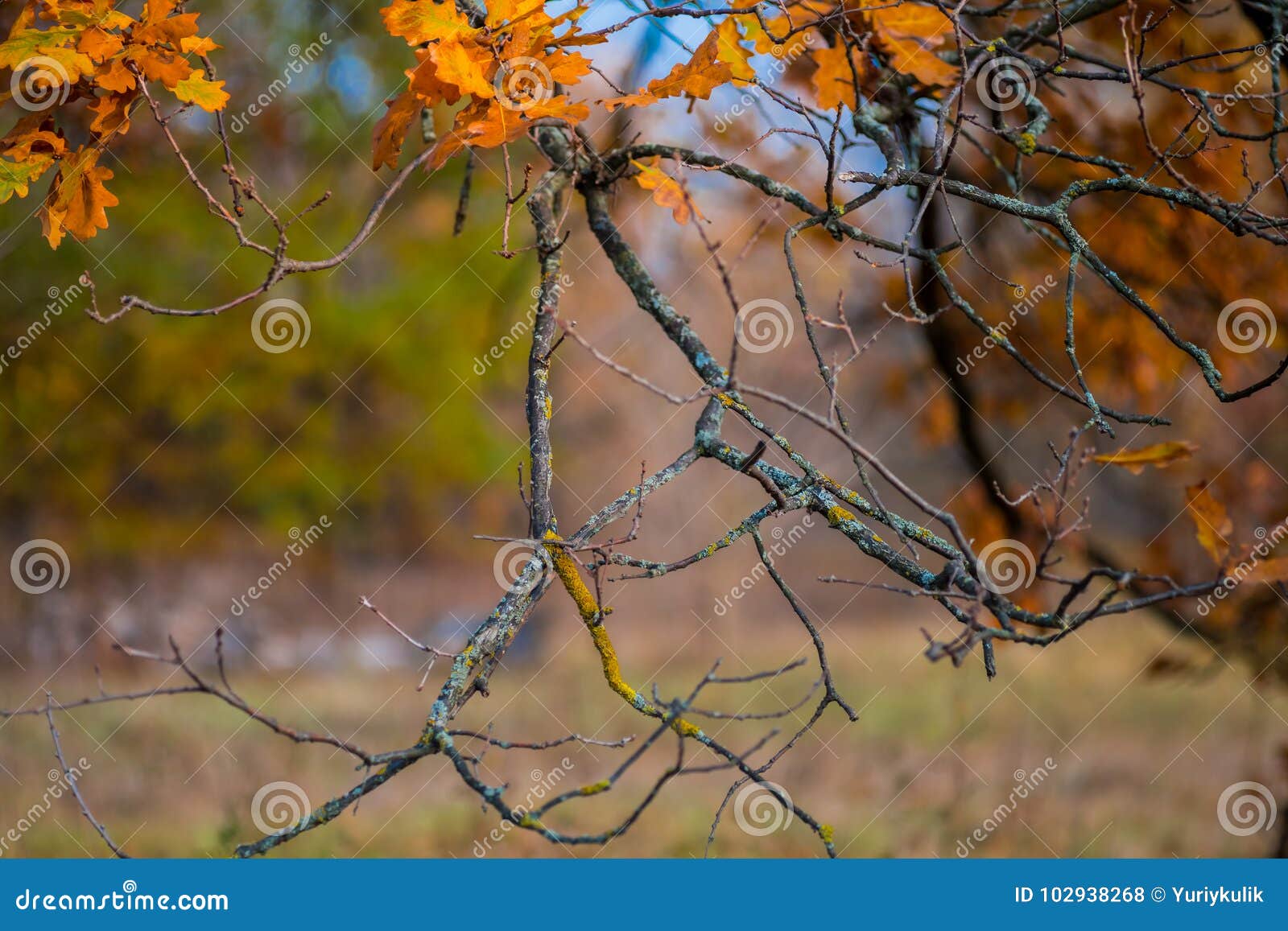Red Dry Autumn Oak Tree Branch Stock Photo - Image of leaf, tranquil ...