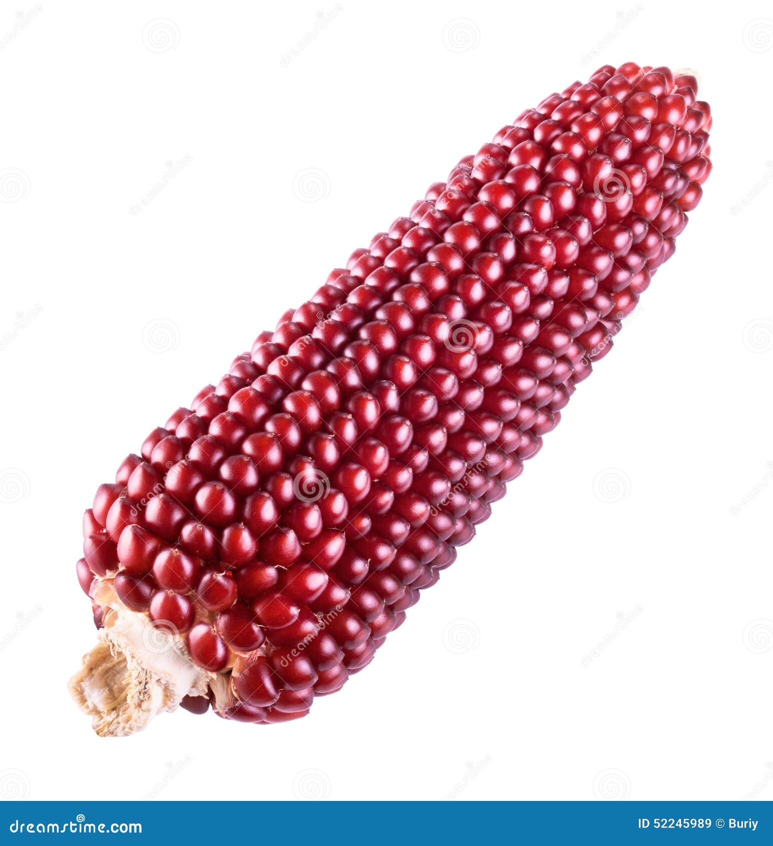 Red dry corn stock image. Image of dried, corn, autumn - 52245989