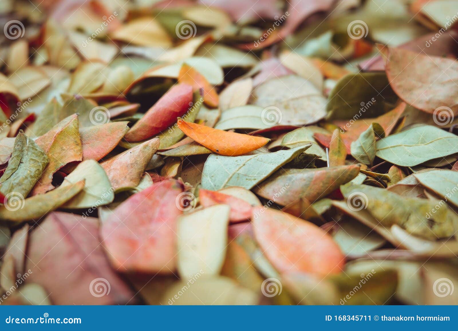 Red Dry Leaves Have Fallen on the Ground Stock Image - Image of garden ...