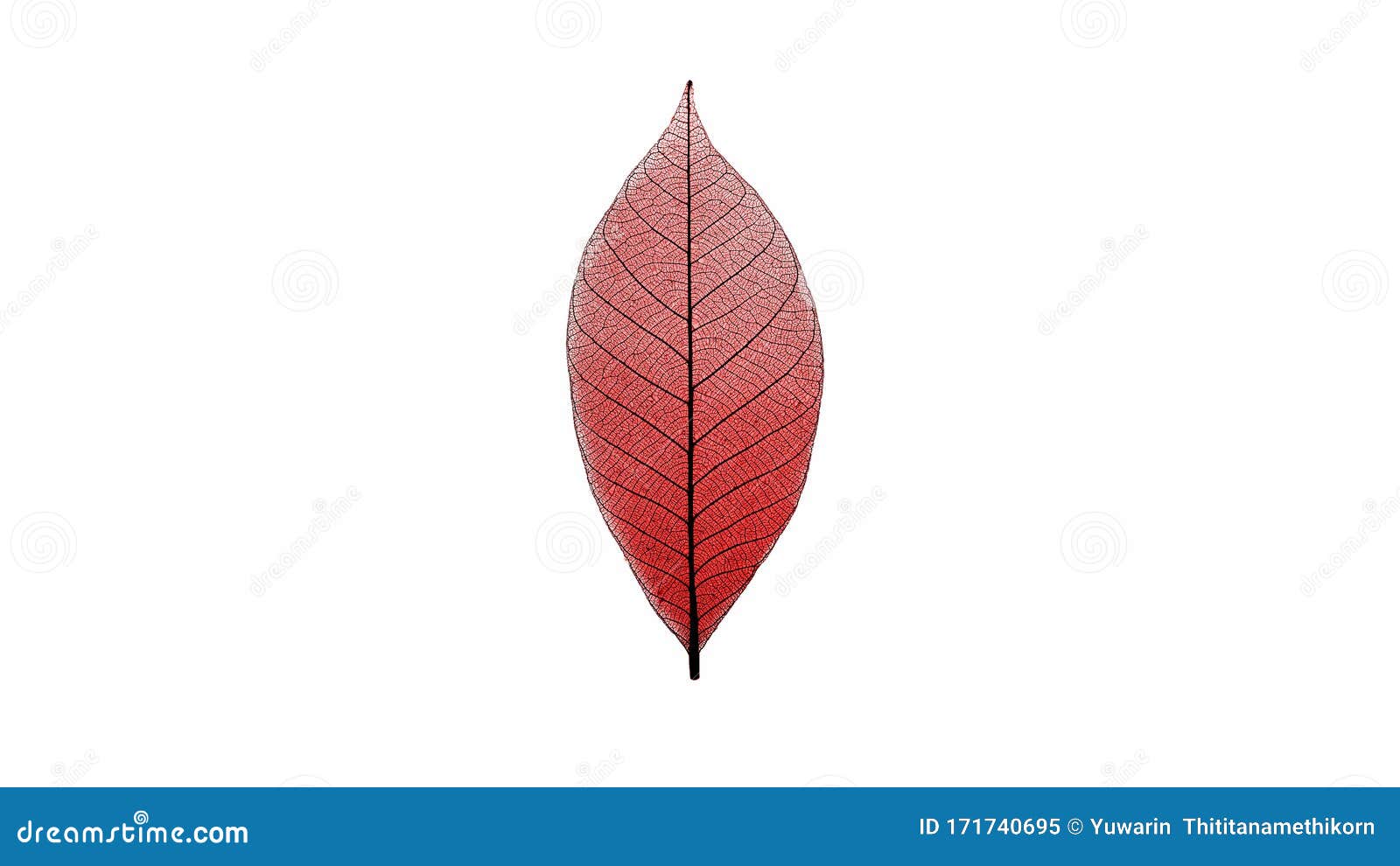 Red Dry Leaves Isolated on a White Background. Stock Image - Image of ...