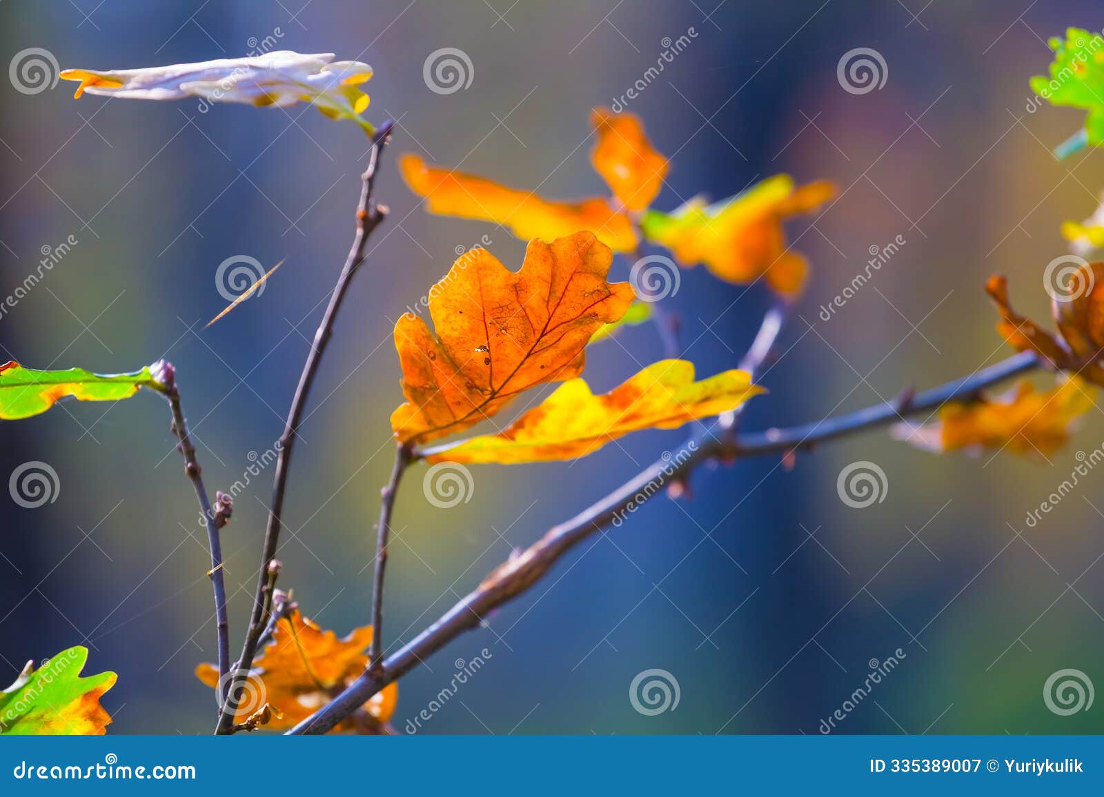 Red Dry Oak Tree Branch in a Forest Stock Image - Image of park, nature ...