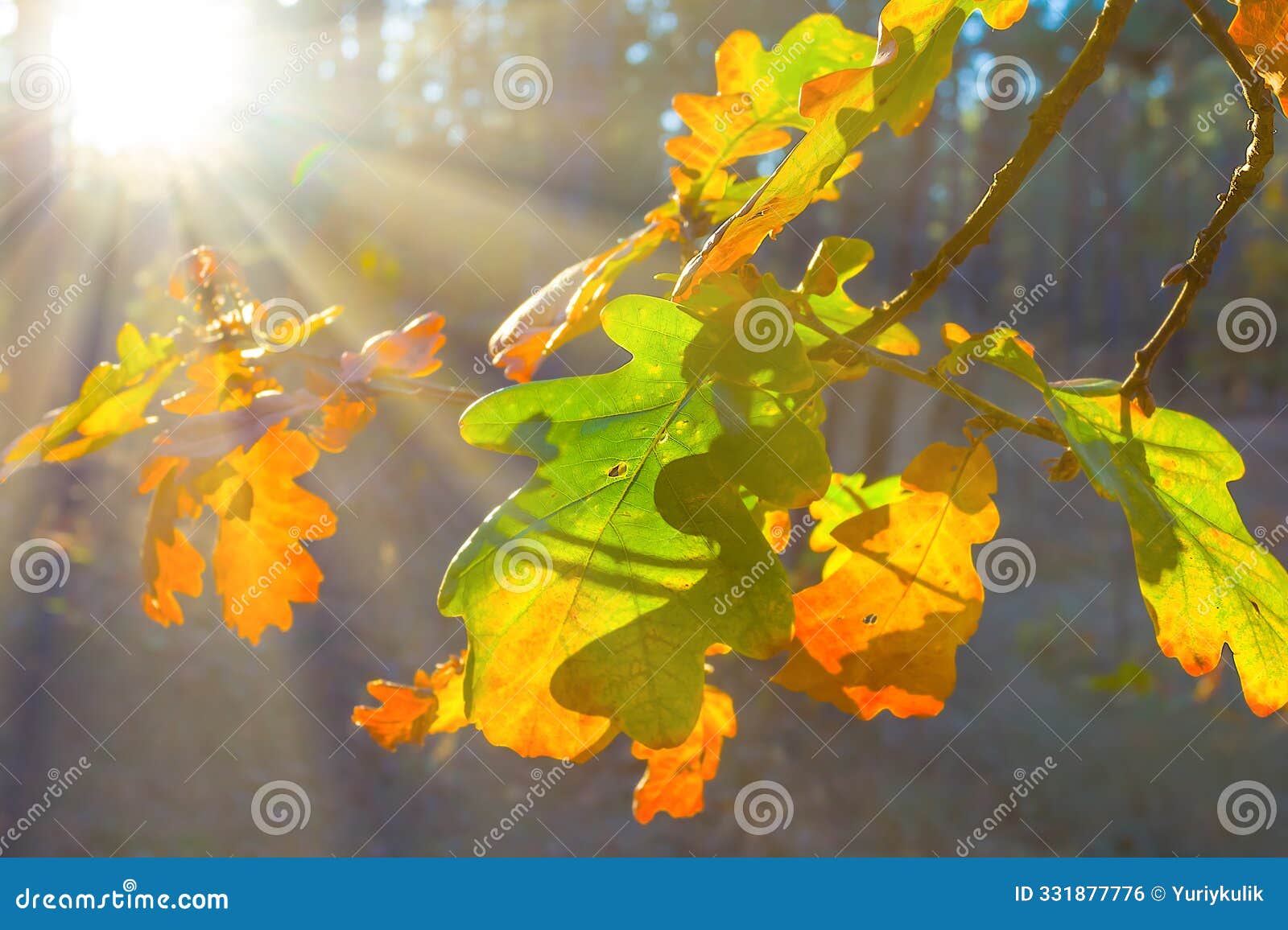 Red Dry Oak Tree Branch in Light of Sparkle Sun Stock Photo - Image of ...
