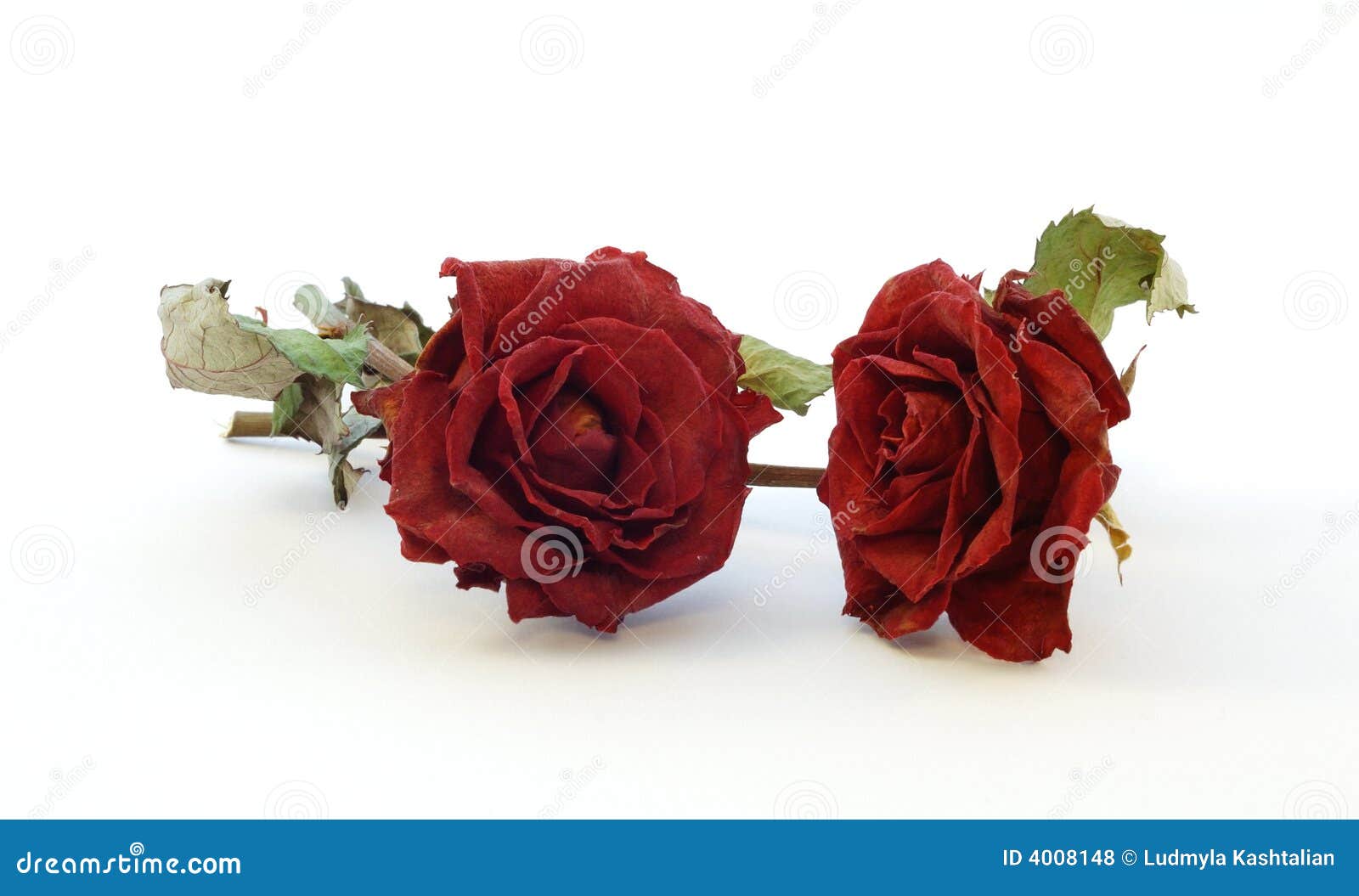 Red dry rose stock photo. Image of leaf, reminder, nostalgia - 4008148