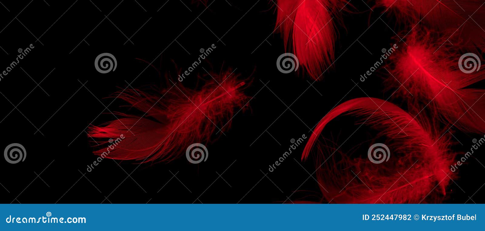 Red Duck Feathers on a Black Isolated Background Stock Photo - Image of ...