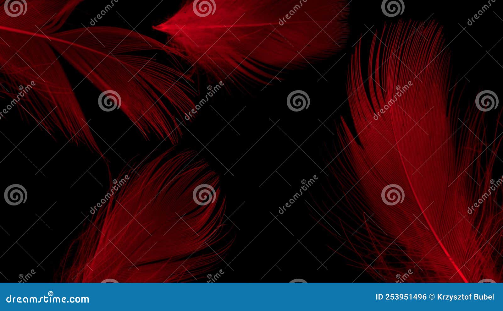 Red Duck Feathers on a Black Isolated Background Stock Photo - Image of ...