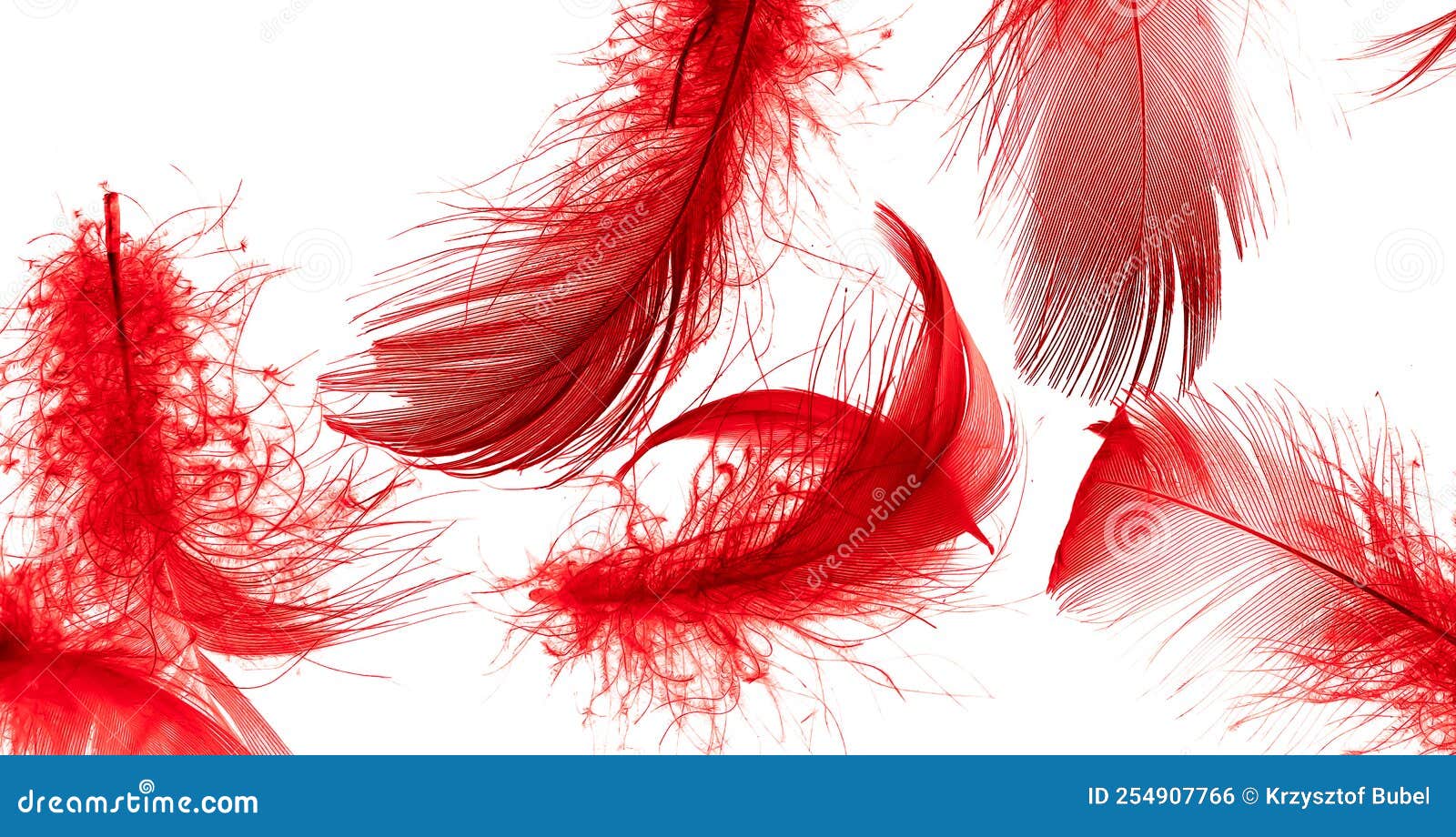 Red Duck Feathers on a White Isolated Background Stock Photo - Image of ...