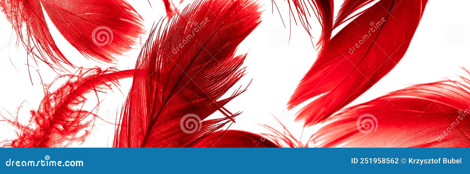 Red Duck Feathers on a White Isolated Background Stock Photo - Image of ...