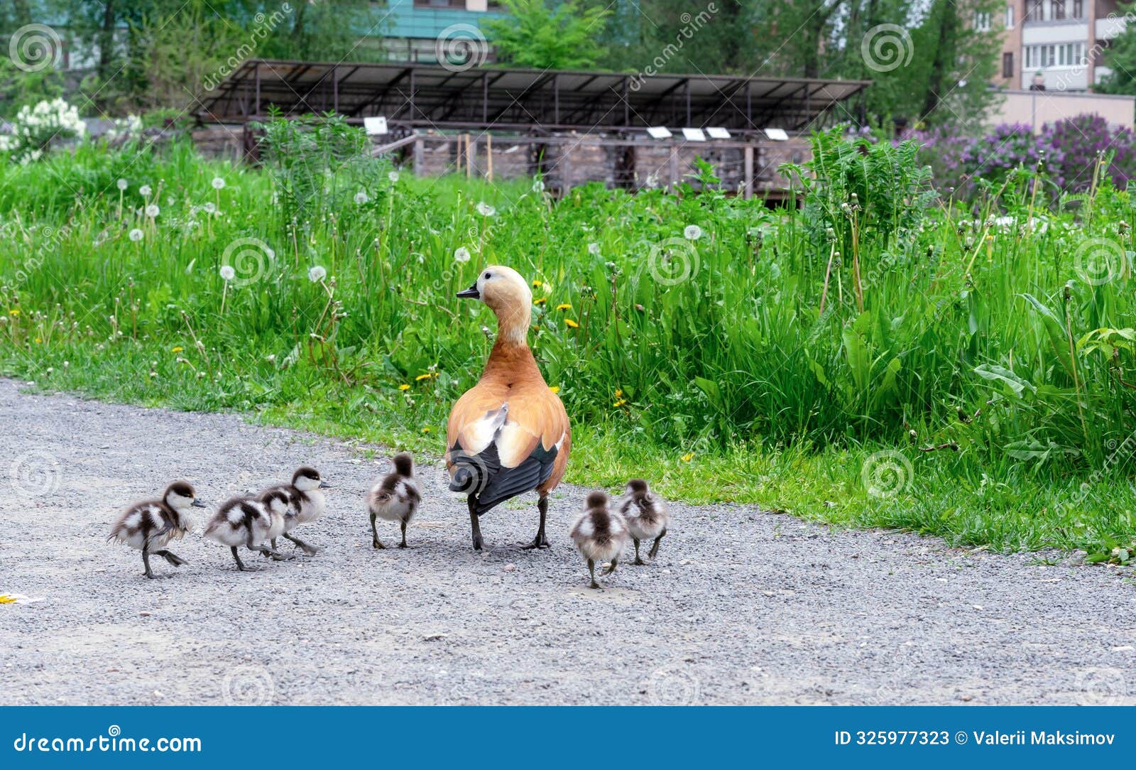 Red Duck or Ogar Duck with Small Ducklings. Stock Image - Image of ...