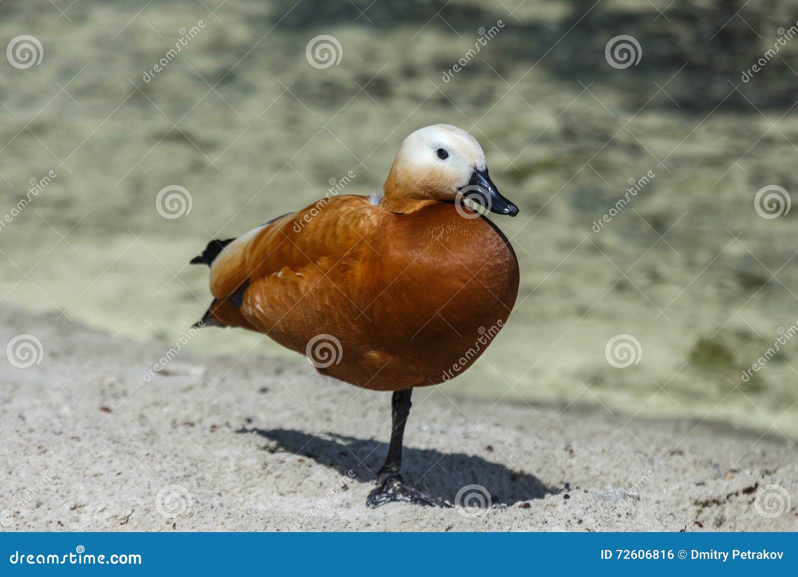 Red Legged Exotic Ducks
