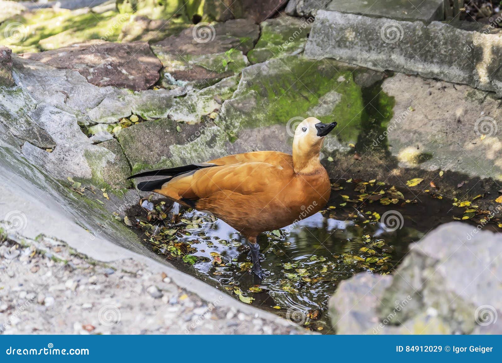 Red Duck Stands in a Small Pond Stock Image - Image of beak, stone ...