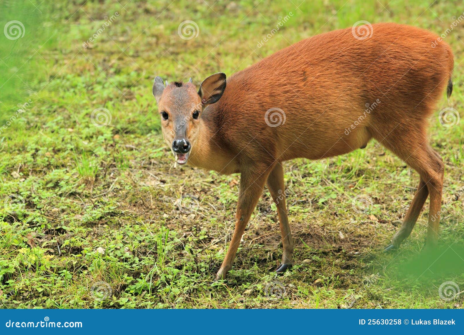 Red duiker stock photo. Image of mammal, nature, animal - 25630258