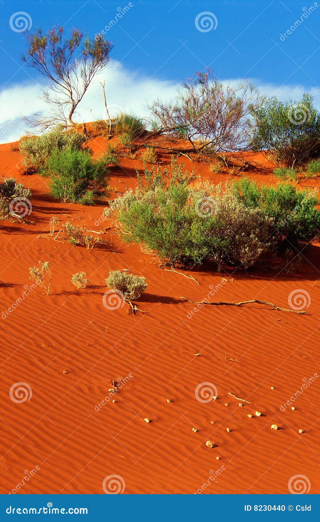 Red dune stock photo. Image of blue, extreme, scenic, outback - 8230440
