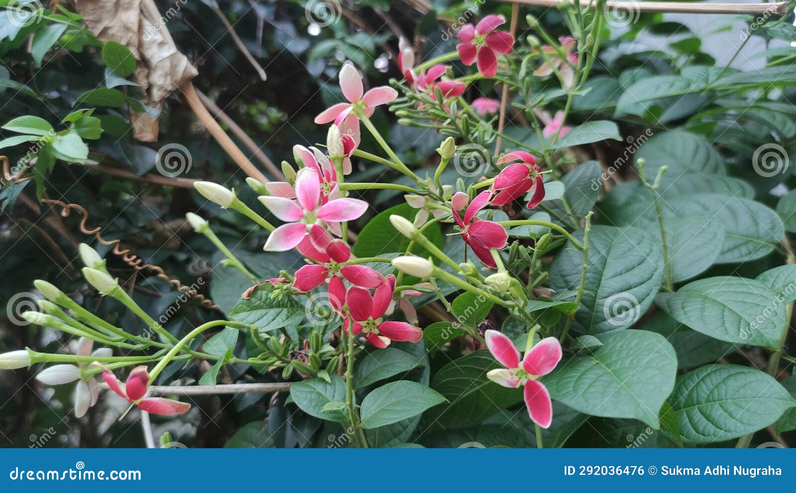Red Dutch jasmine flowers stock photo. Image of flowers - 292036476