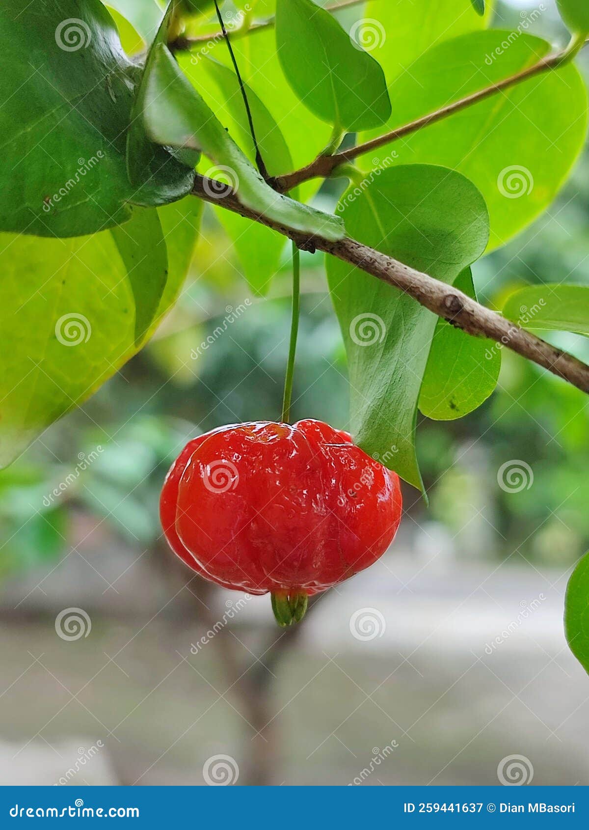 Dutch Mirror Fruit Stock Photos - Free & Royalty-Free Stock Photos from ...