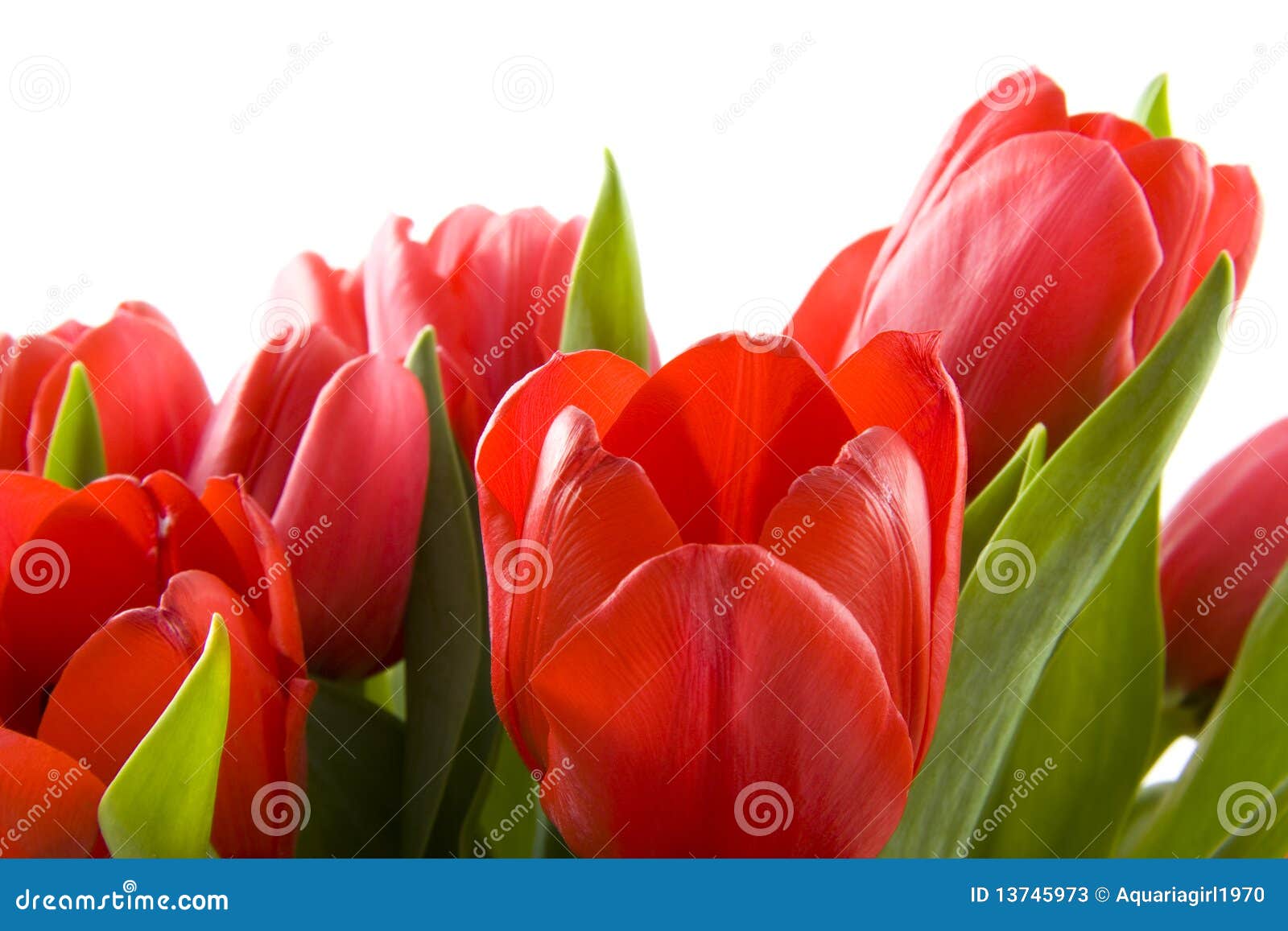 Red dutch tulips stock image. Image of leaves, tulip - 13745973