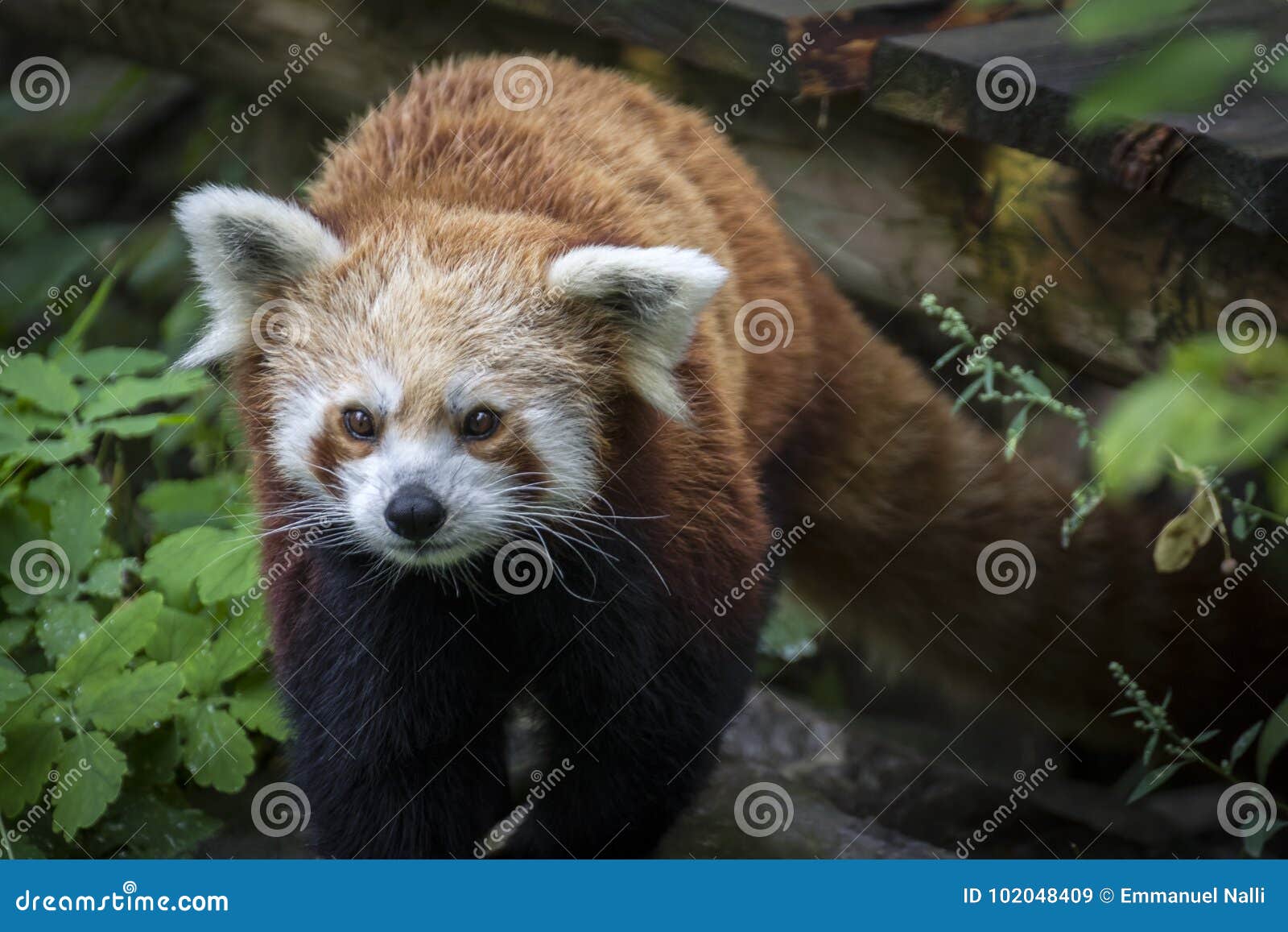 Red dwarf panda stock image. Image of bear, park, african - 102048409