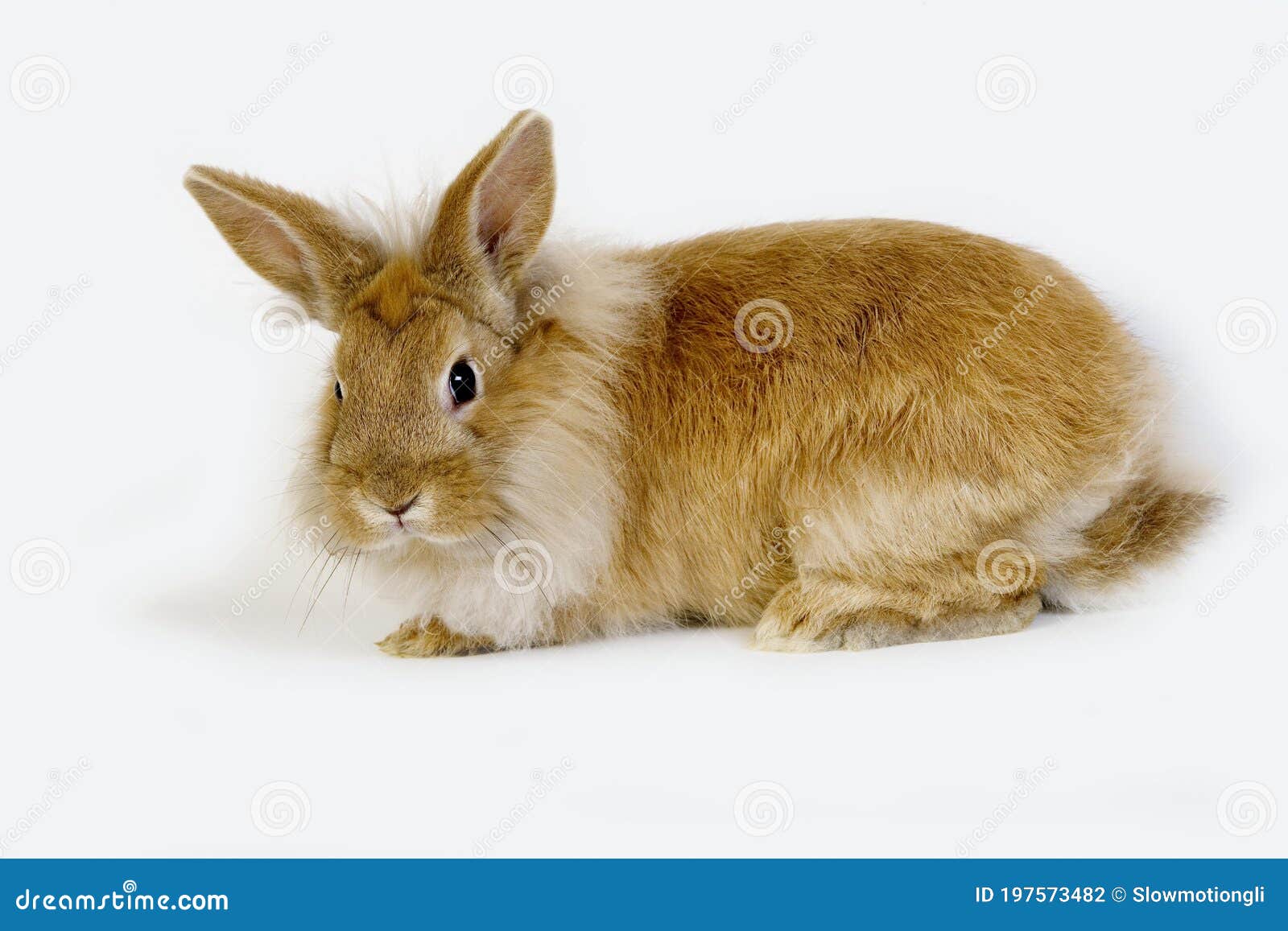 Red Dwarf Domestic Rabbit Against White Background Stock Photo - Image ...