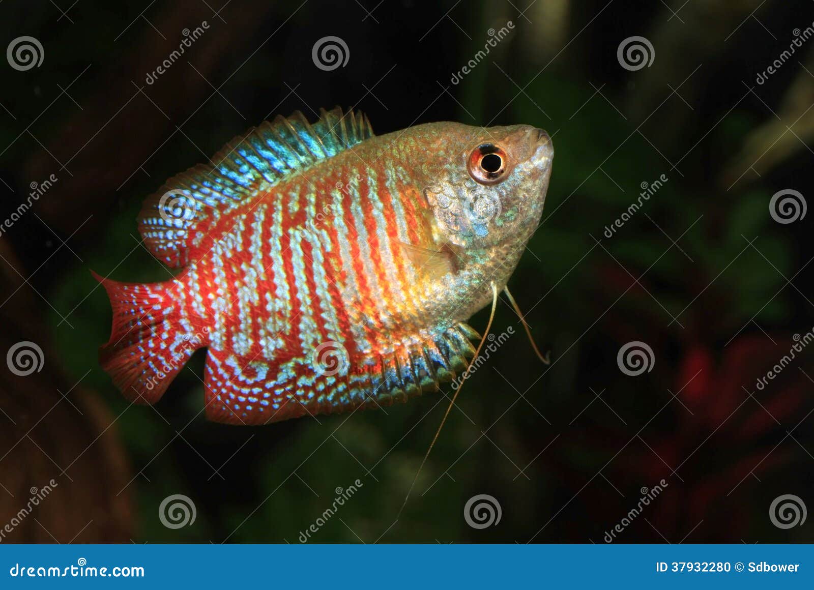 Red Dwarf Gourami stock photo. Image of gourami, hobby - 37932280