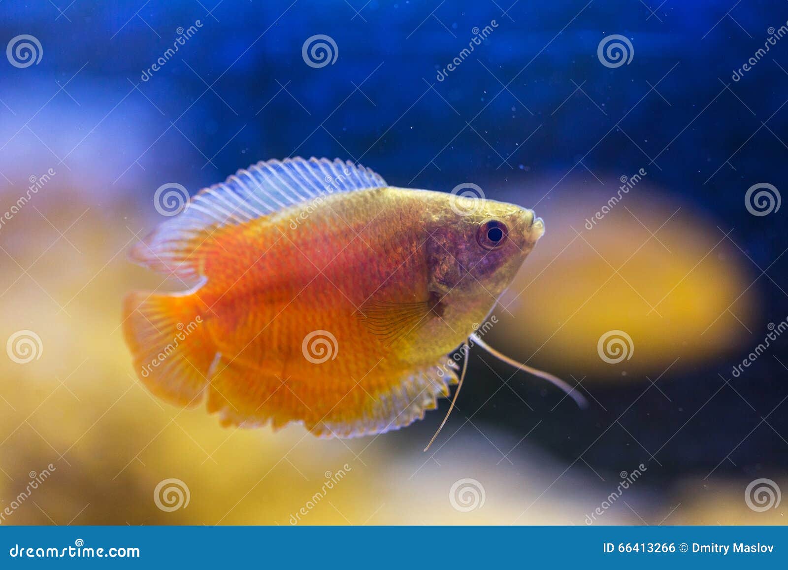 Red dwarf gourami closeup stock photo. Image of barb - 66413266