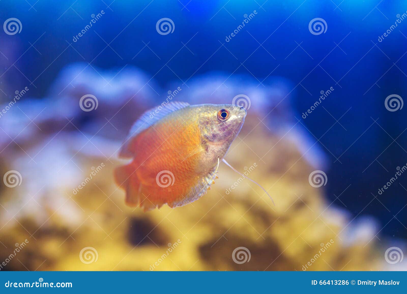 Red dwarf gourami stock photo. Image of small, tropical - 66413286