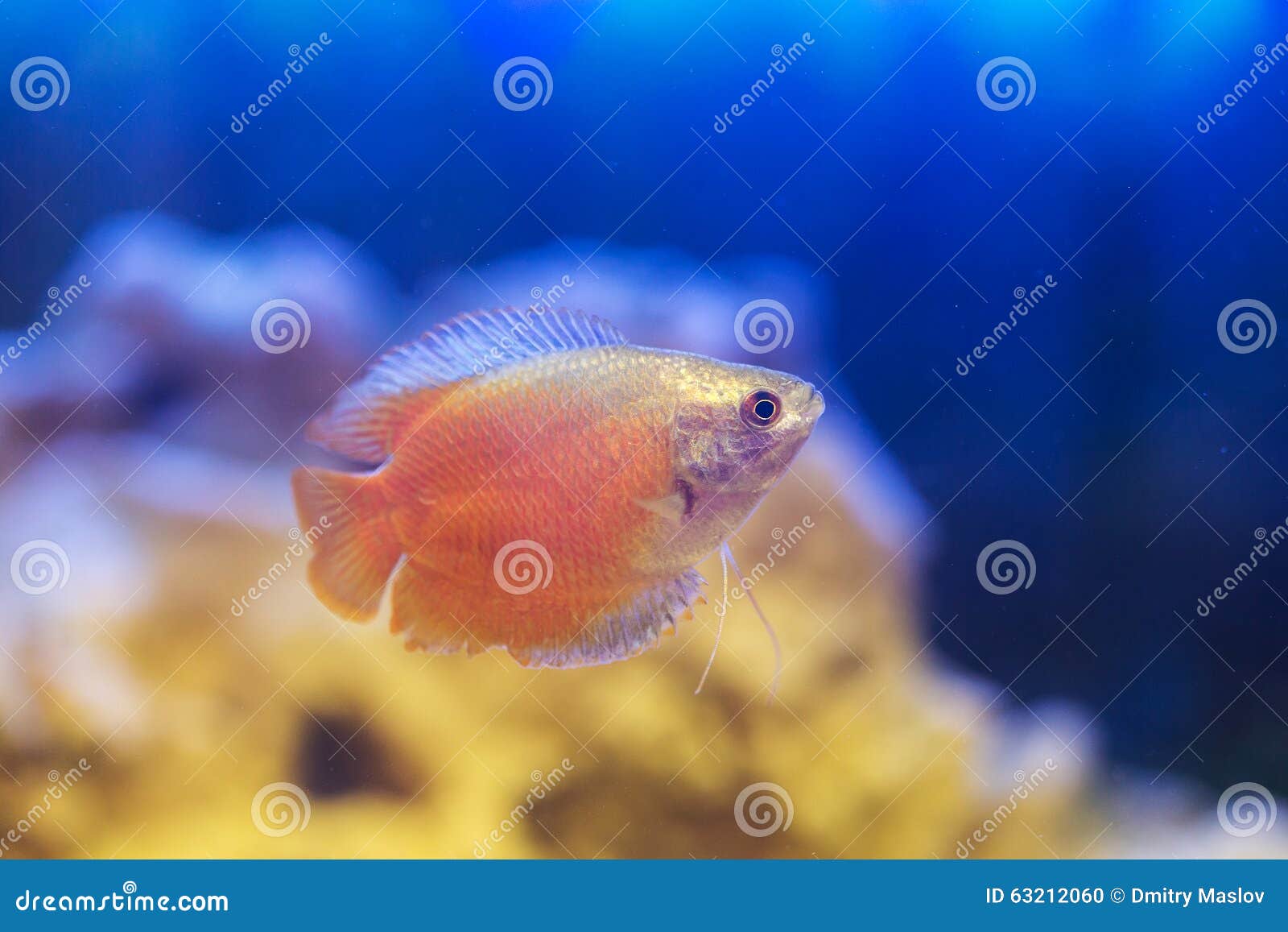 Red dwarf gourami stock photo. Image of small, nature - 63212060